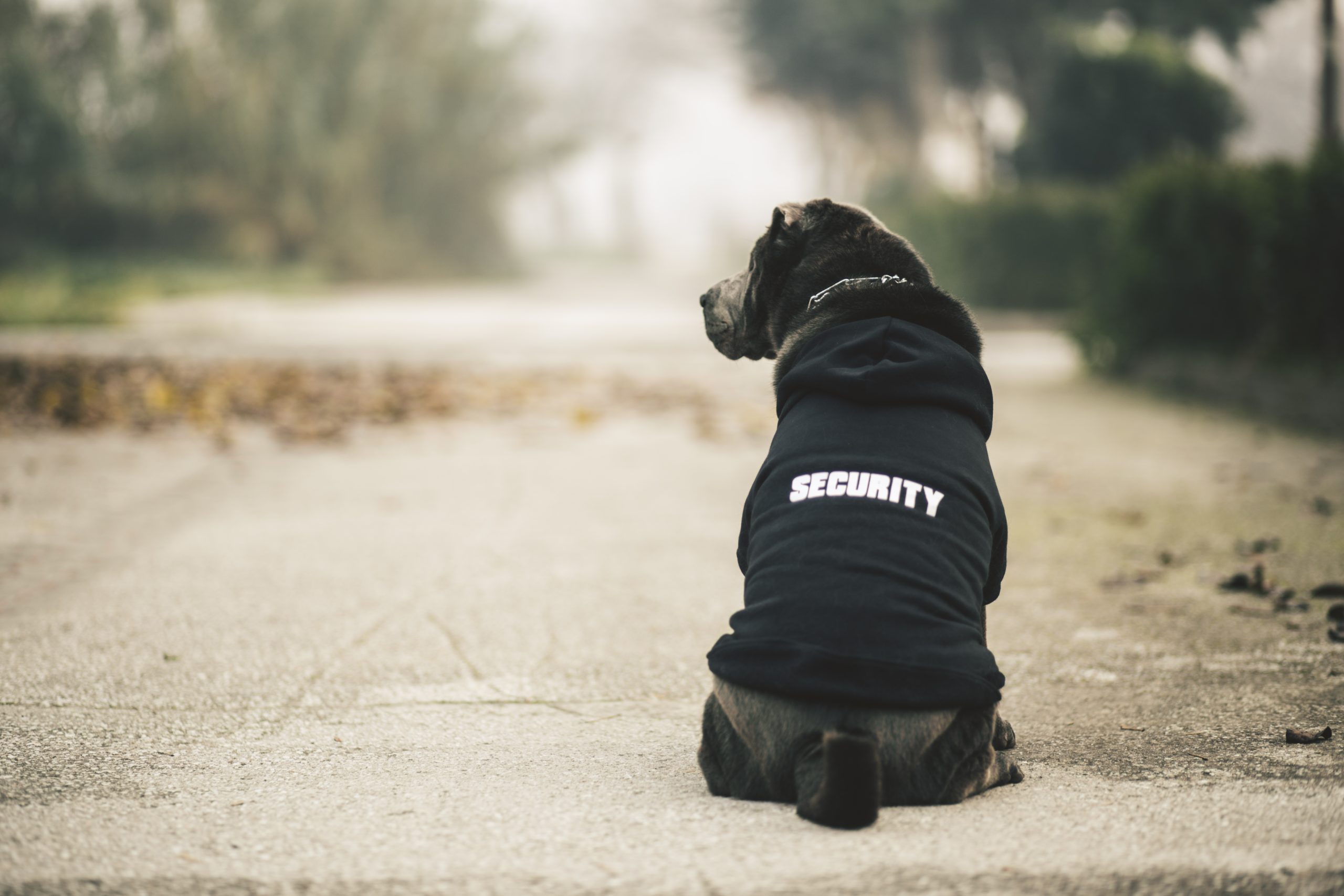 Canine Security – Mulika Security Services